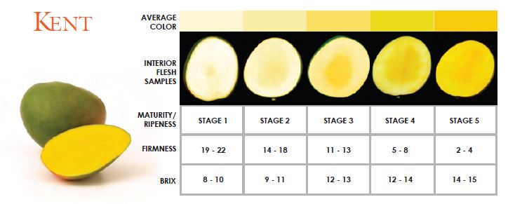 T&G Fresh Mango Inspection NZ V2022 - SafetyCulture