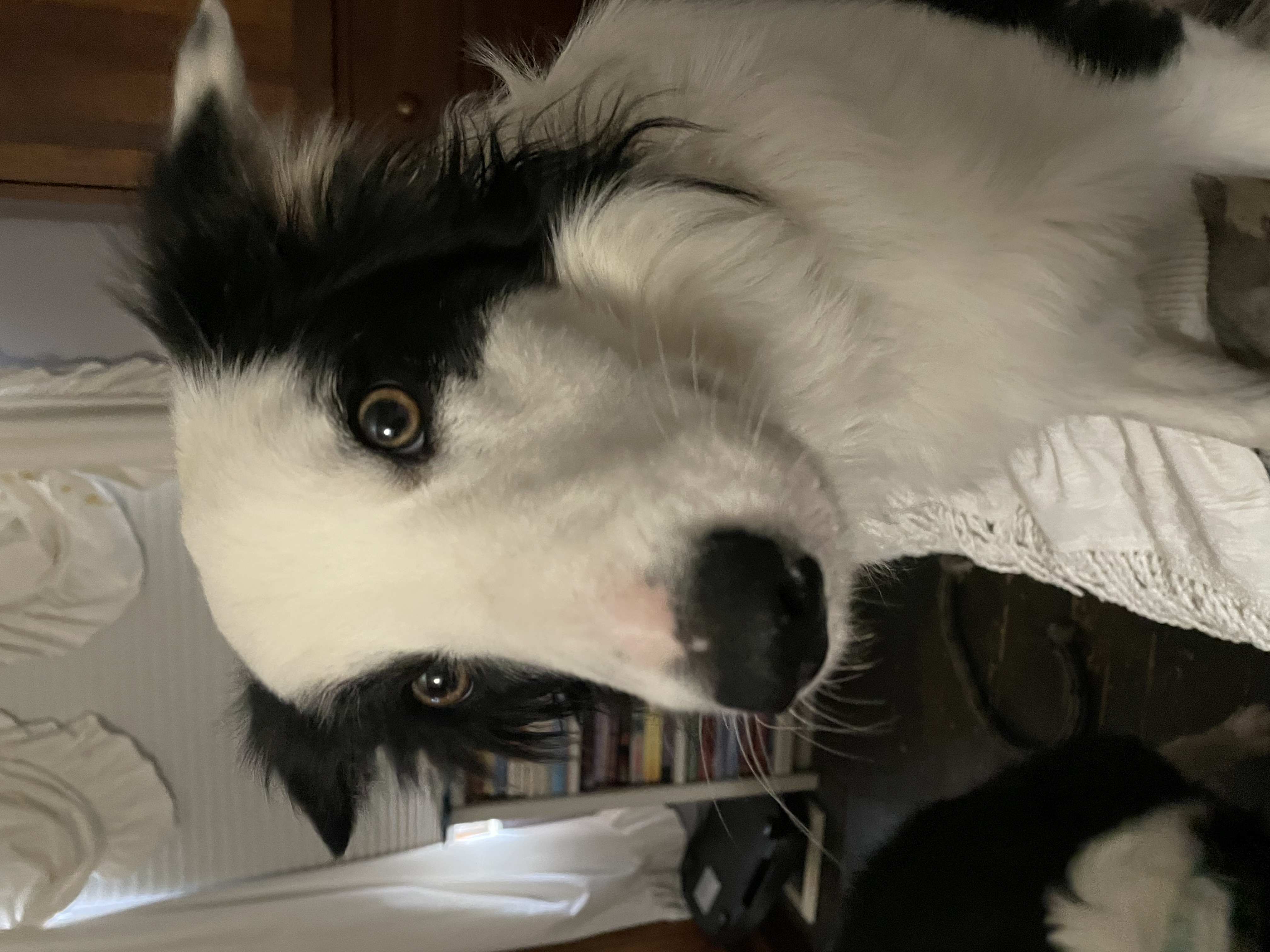 Surgery Rounding - SafetyCulture