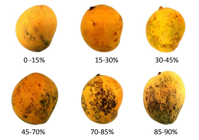 T&G Fresh Mango Inspection NZ V2022 - SafetyCulture