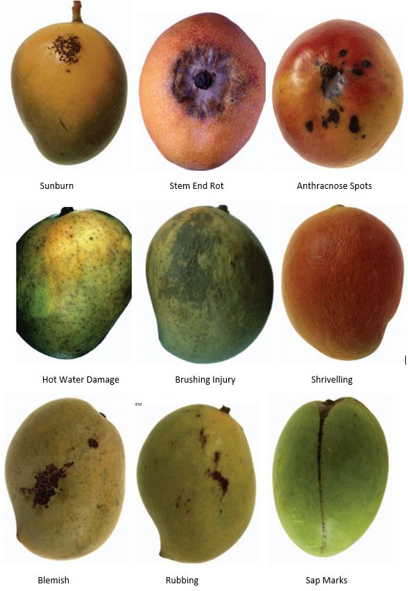 T&G Fresh Mango Inspection NZ V2022 - SafetyCulture