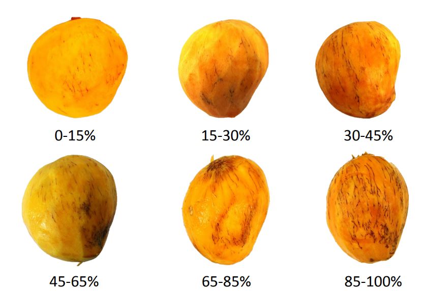 T&G Fresh Mango Inspection NZ V2022 - SafetyCulture